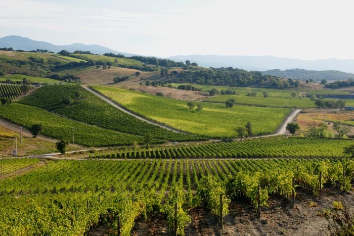 Baffonero, the Merlot according to Rocca di Frassinello - DoctorWine